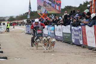 Husky Rasseporträt | Rinti