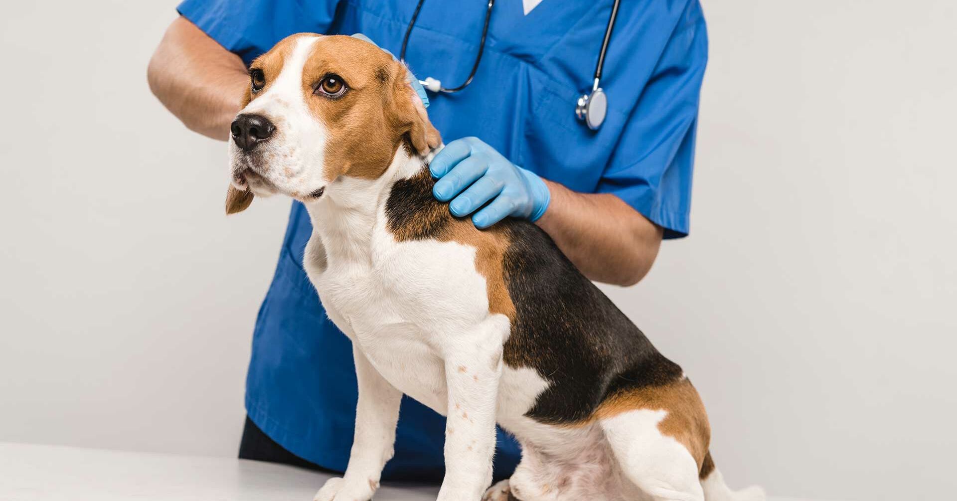 Wann ist die Kastration beim Rüden sinnvoll? | RINTI