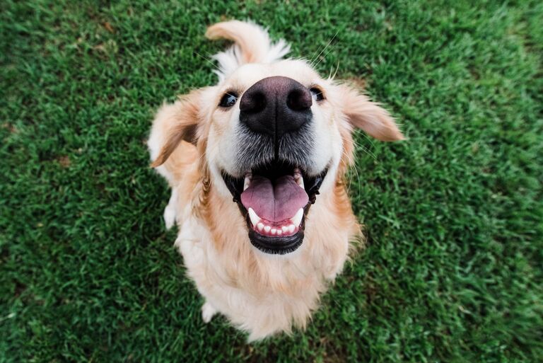 Leben mit Hund: So gelingt es | RINTI