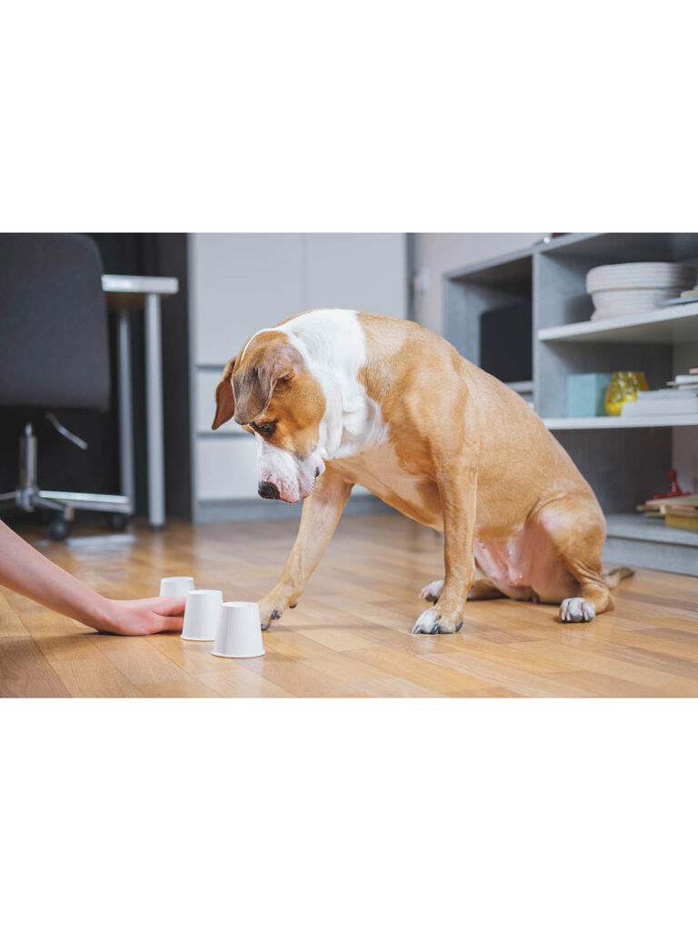 Denkspiele für Hunde | Rinti