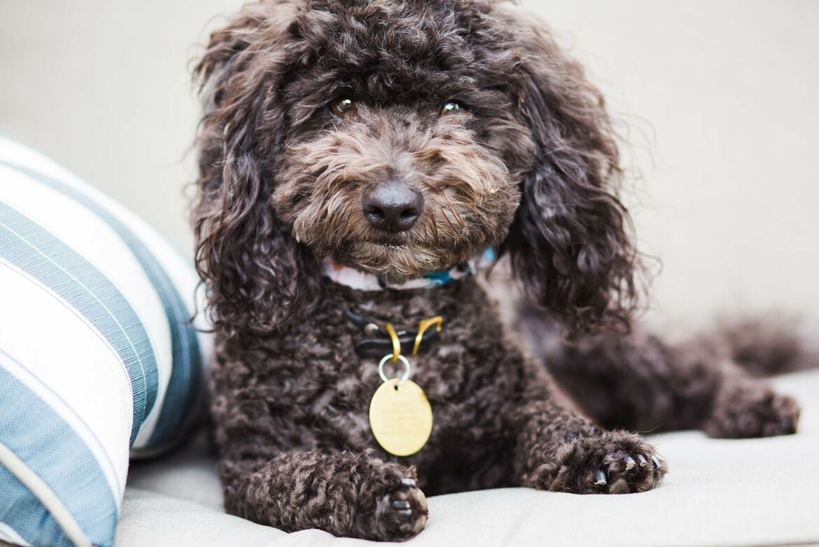 Von groß bis klein: Rasseporträt Pudel | RINTI