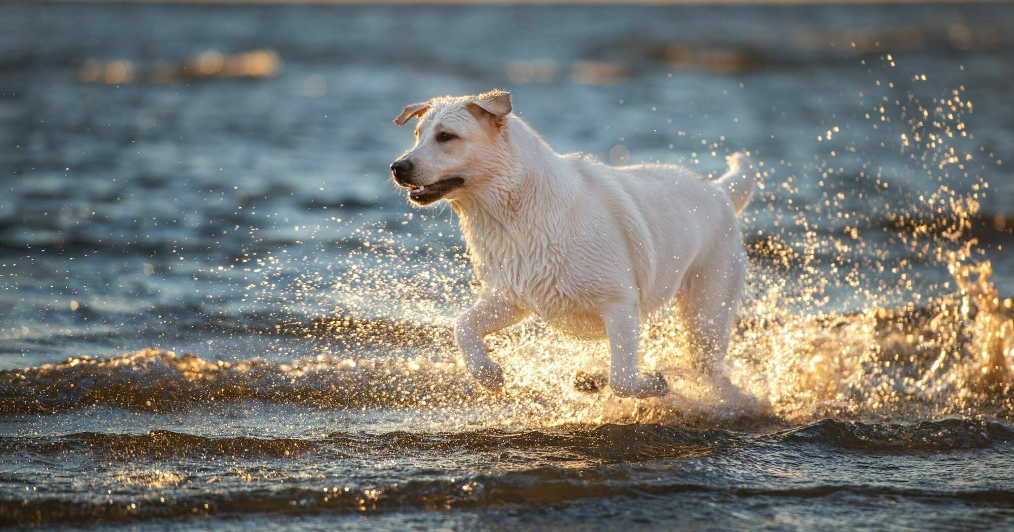 Labrador Rasseporträt | RINTI