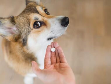 Leidet Ihr Hund an einer Allergie? | RINTI