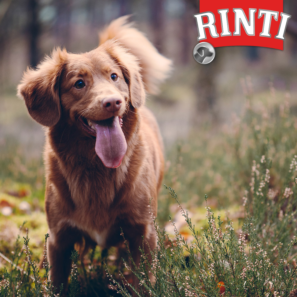 Rinti Produktkauf ESS: 30.11.2025 - abgelaufene Gewinnspiele - Gewinn ...