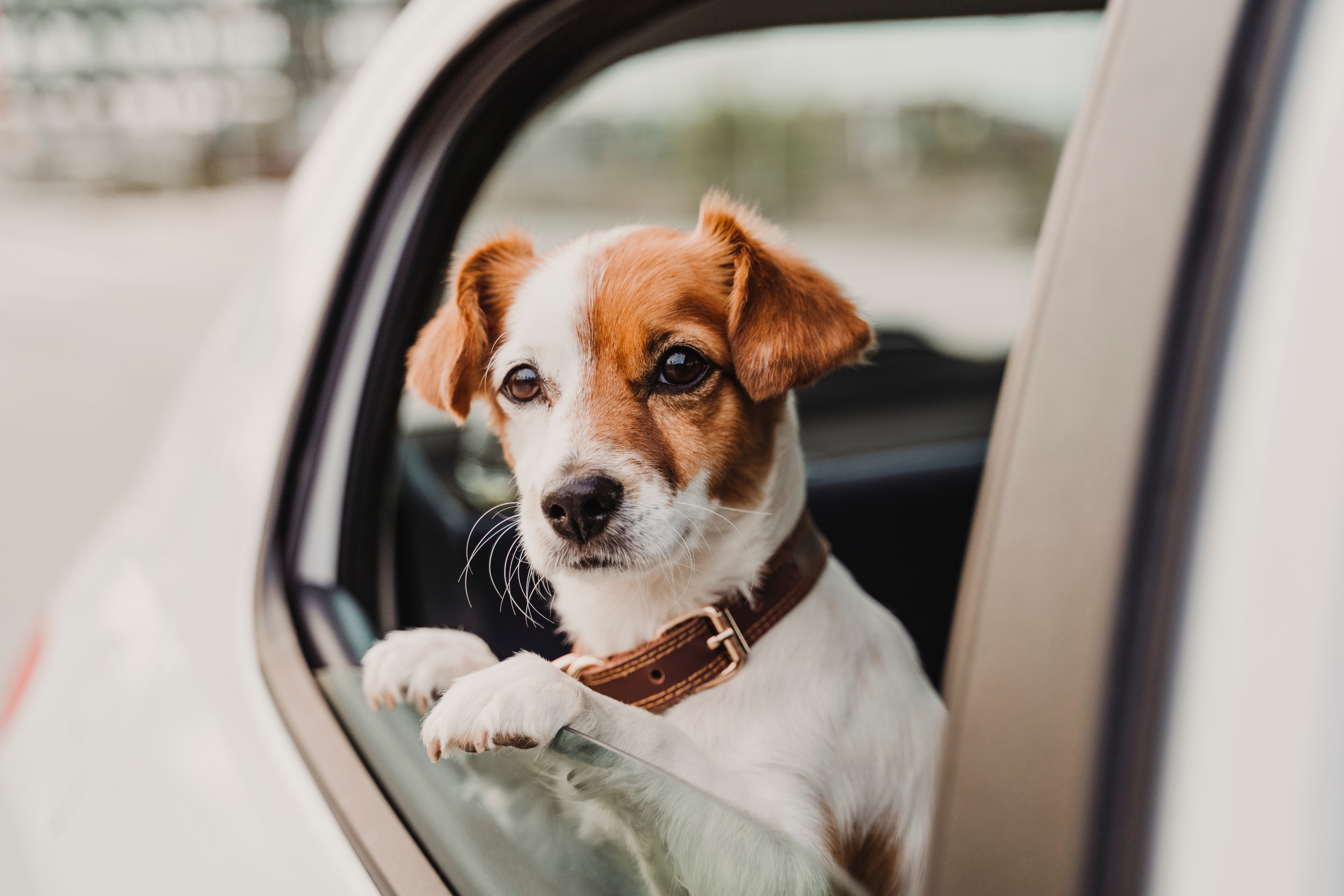 Hund 3 Stunden Im Auto Lassen